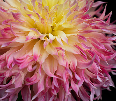 Illustration for Hallel | Passover haggadah by The Tasman Center for ...